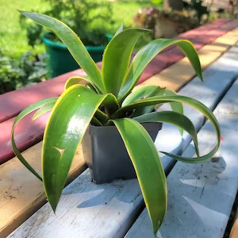 الصبار الأمريكي Agave desmettiana نبات عصاري مقاوم للجفاف