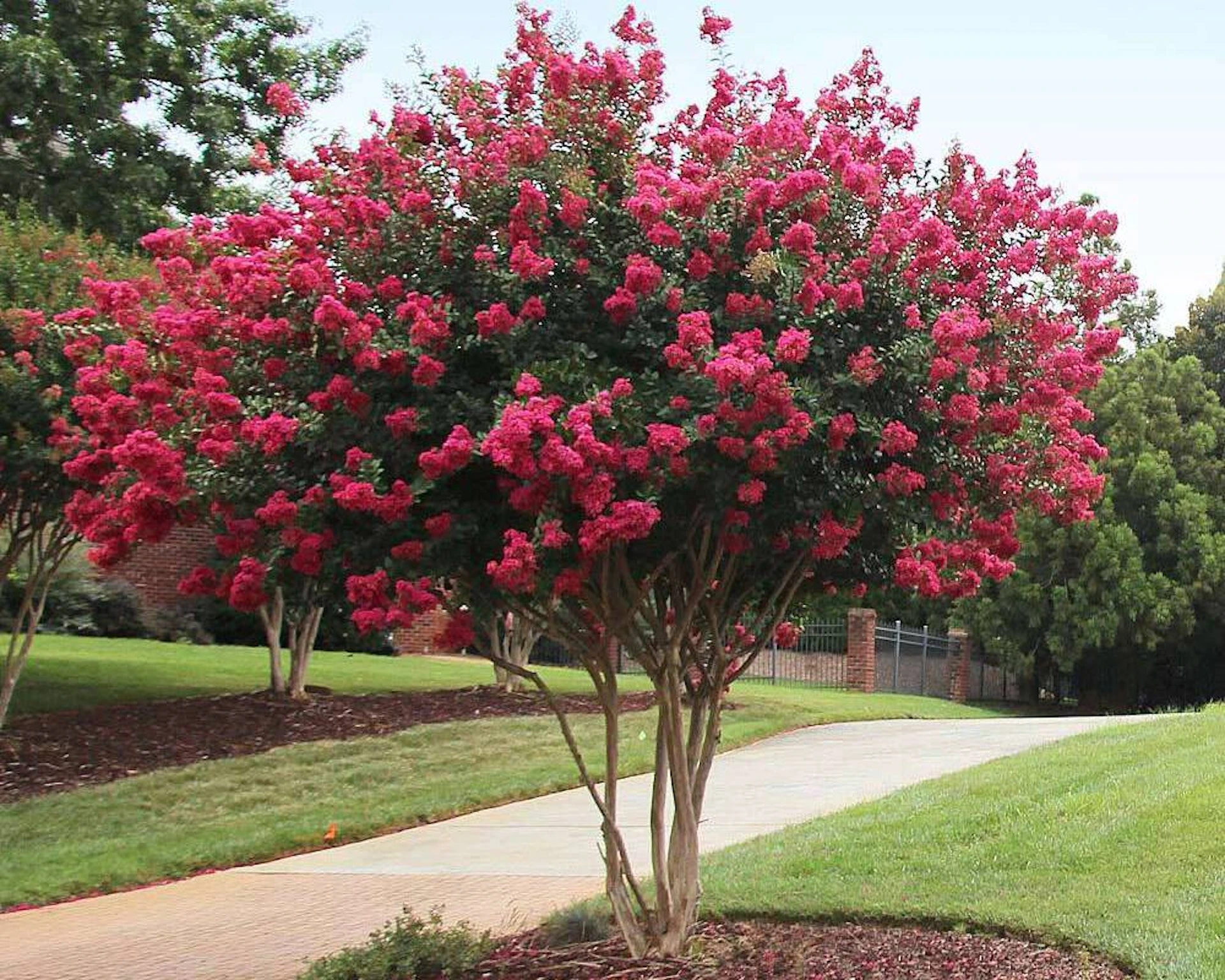 تمر حنا Lagerstroemia indica شجرة زينة مزهرة سهل العناية