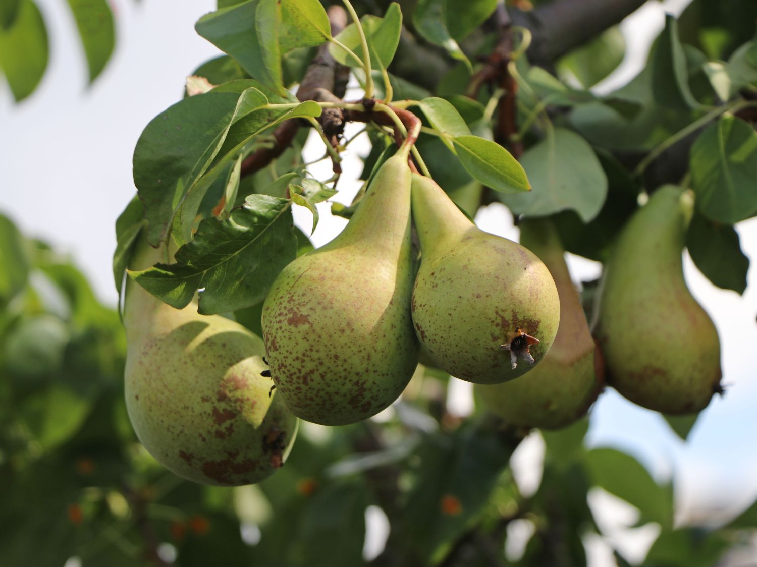 إجاص كونفيرونس Pyrus communis شجرة نفضية ومثمرة