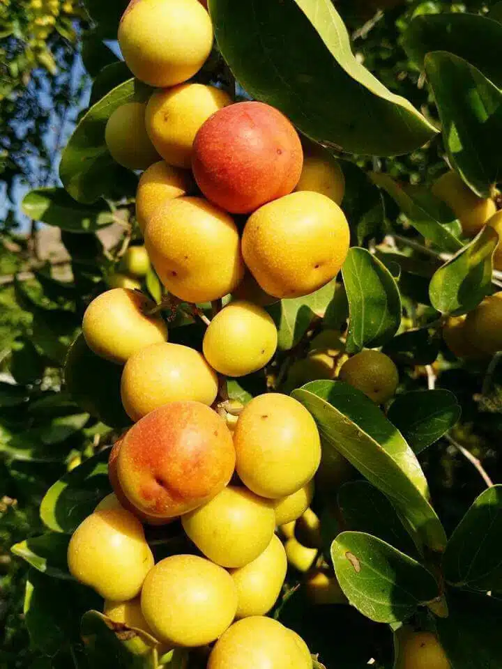 شجرة السدر او النبق وتسمى بالانجليزية Wild jujube, sidr nabak