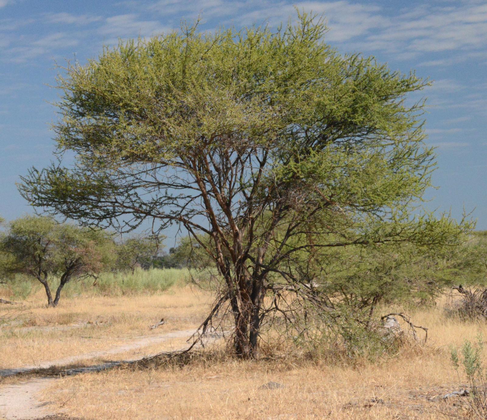 شجرة الطلح الأفريقي Acacia raddiana دائمة الخضرة ومظلية