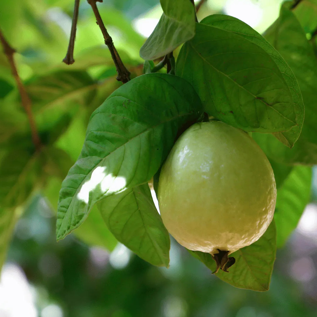 شجرة جوافة سافيدا Psidium guajava مثمرة ودائمة الخضرة