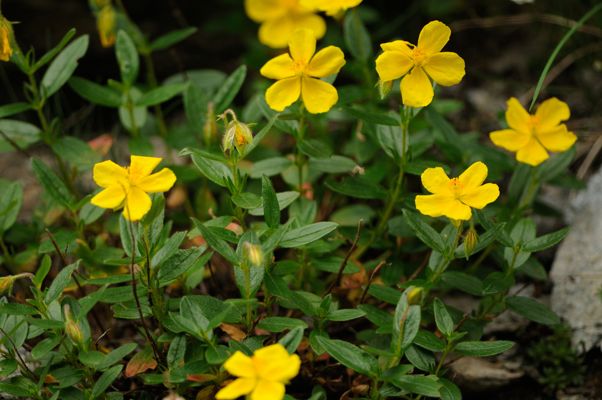 نبات الأرقة Helianthemum نبتة صخرية معمرة لأجواء جافة