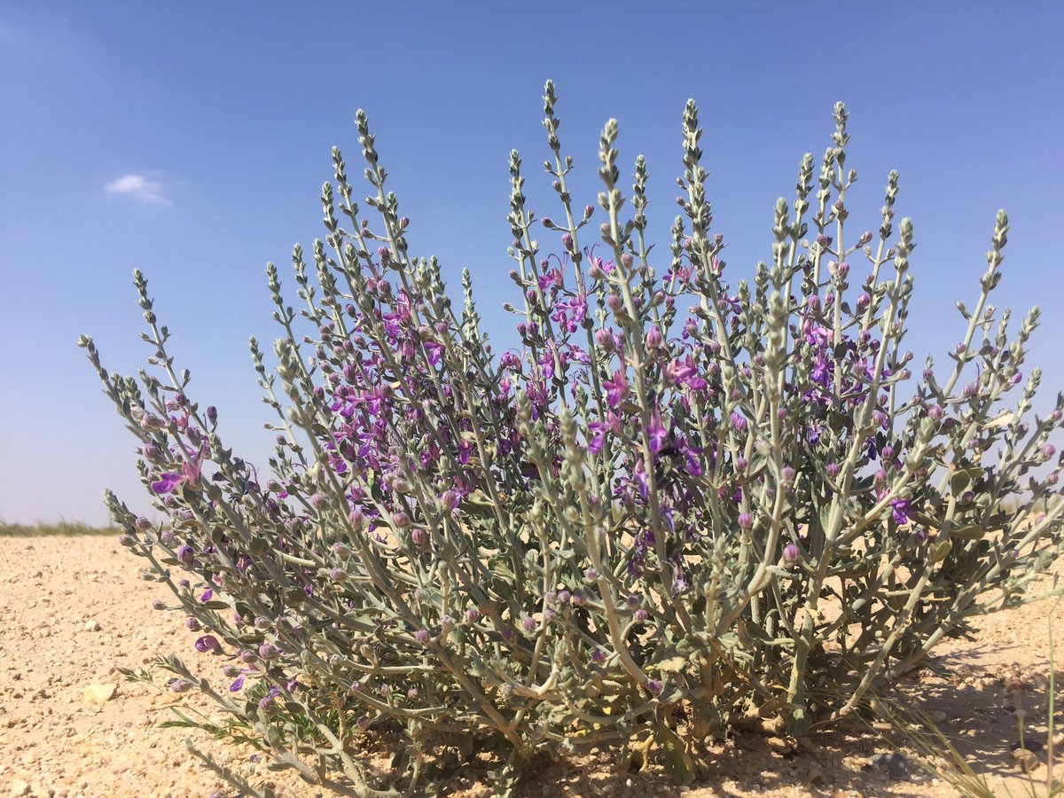 نبات العهينة Teucrium oliverianum عشبي معمر ومقاوم للجفاف